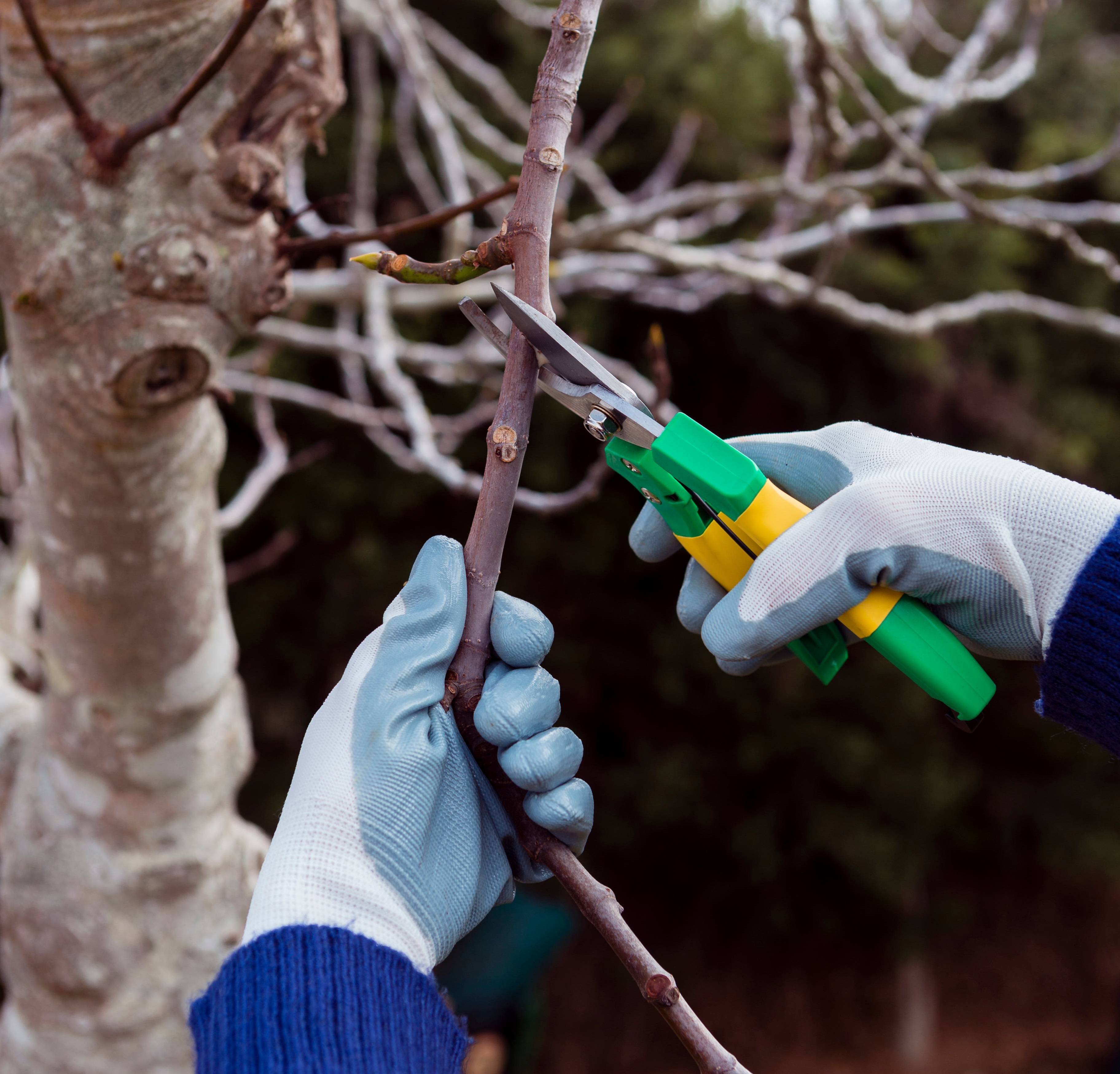 Jarné orezávanie a strihanie stromov – Kompletný sprievodca pre ...